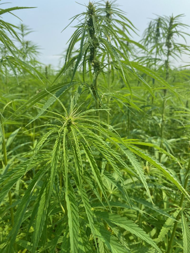 Hemp fields on the horizon
